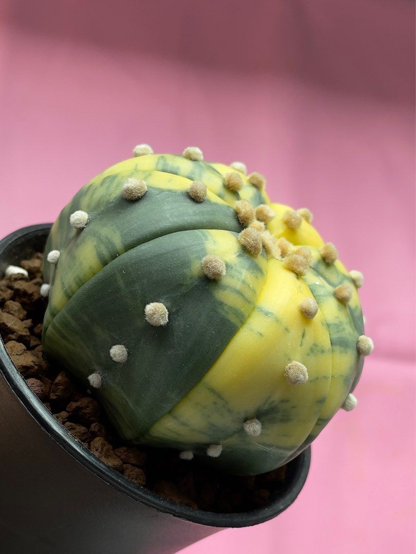 Astrophytum Asterias Variegated Cactus succulent, Furniture & Home ...