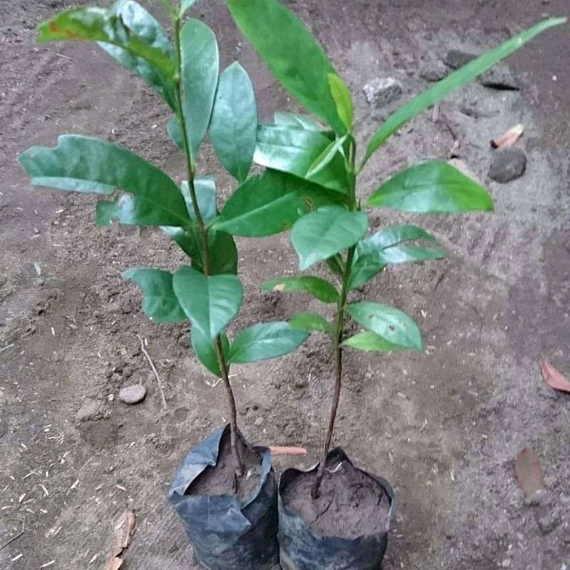 Daun Salam: The Indonesia Bay Leaf - A Fragrant Essence of Indonesian ...