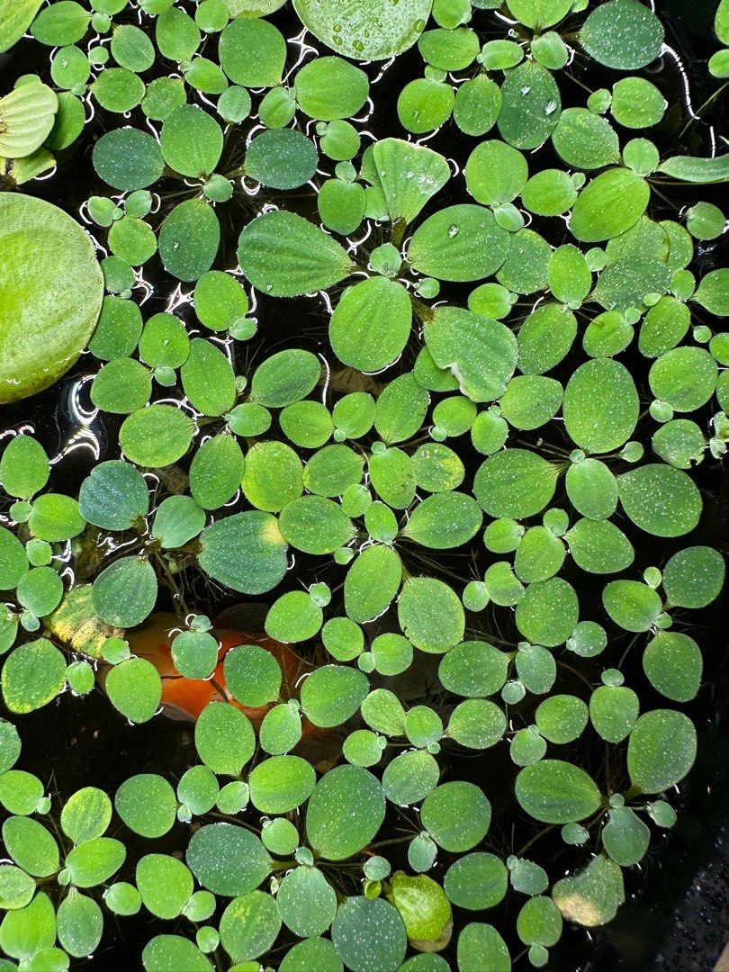 Floating Aquarium Plants, Furniture & Home Living, Gardening, Plants ...