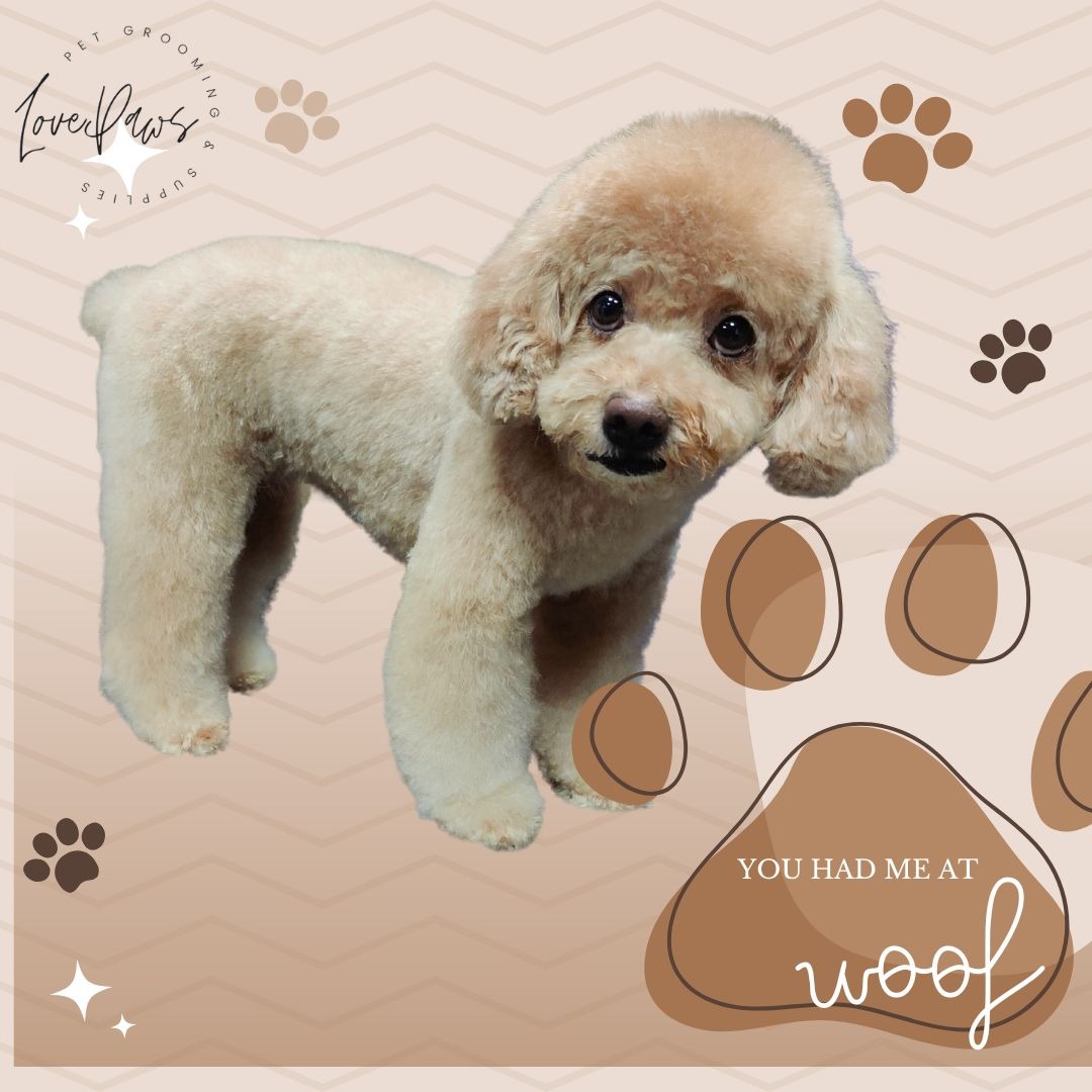 Groomer for Pet Dog and Cat / Basic and Full Grooming Services, Pet ...