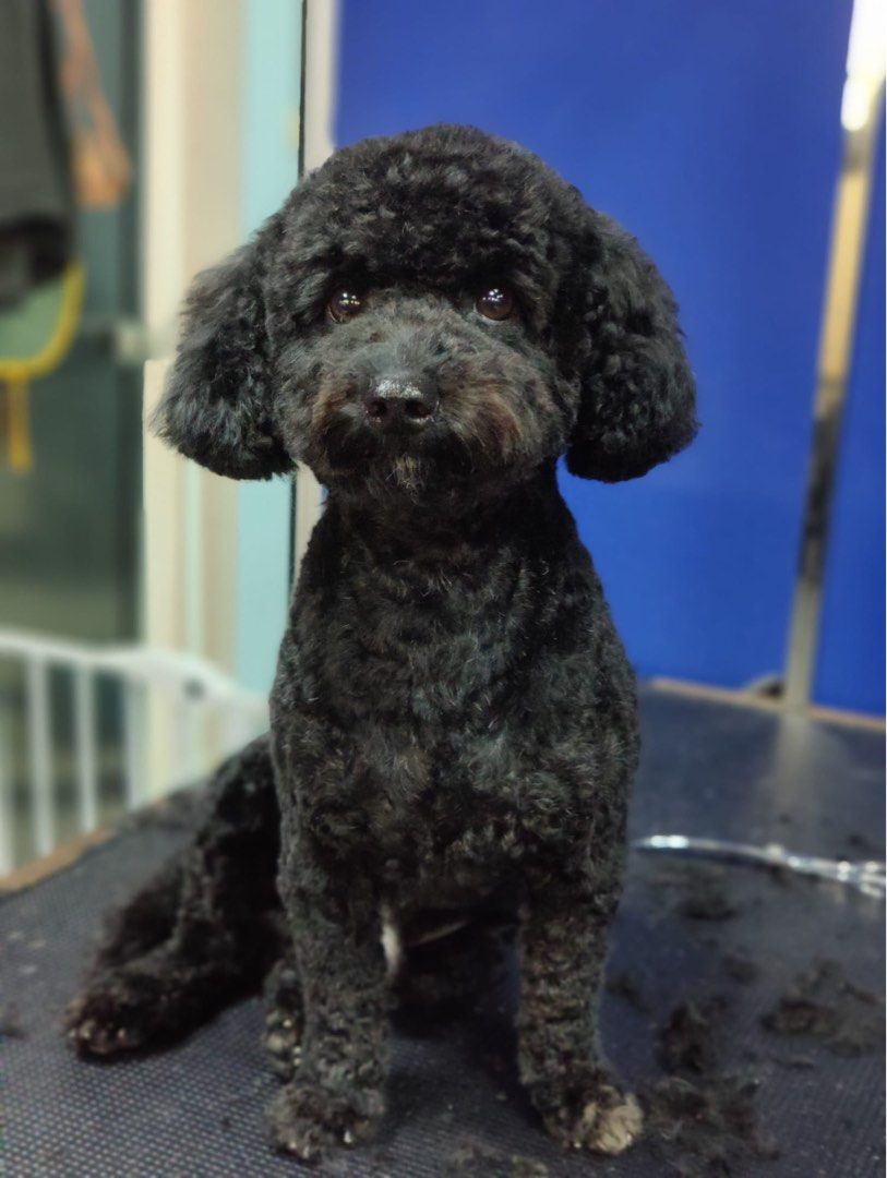 Groomer for Pet Dog and Cat / Basic and Full Grooming Services, Pet ...