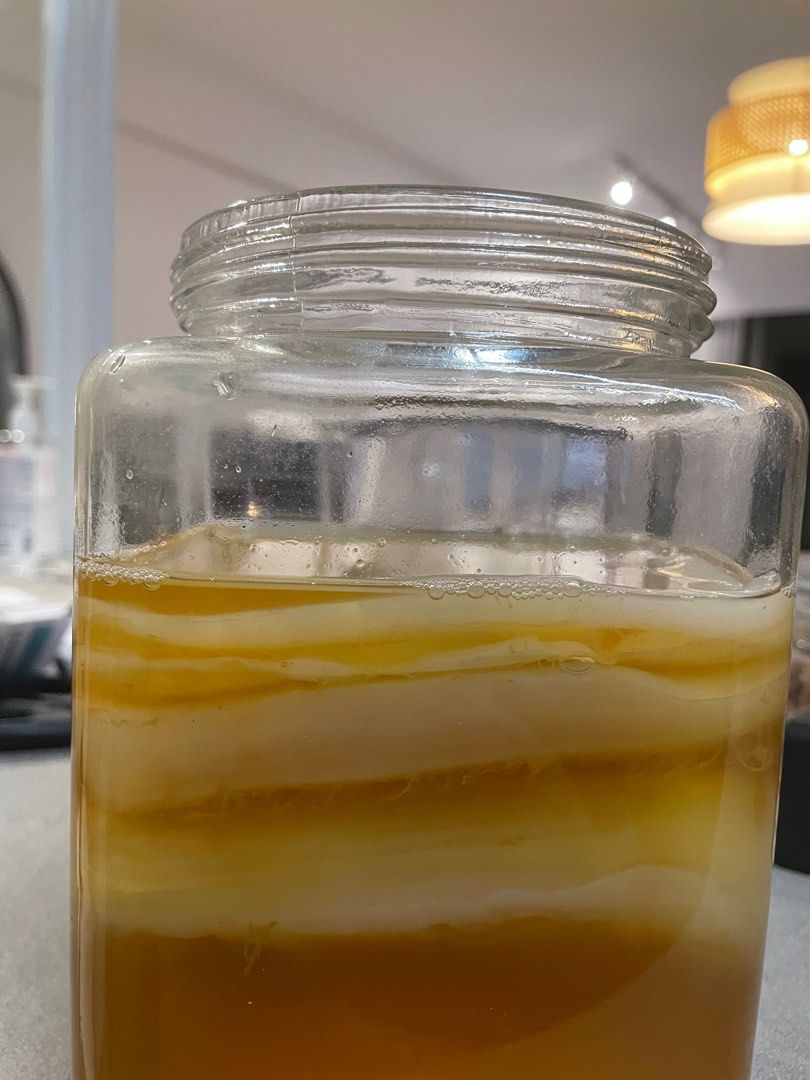 Kombucha Scoby $2 / $4/$6, Health & Nutrition, Health Supplements ...