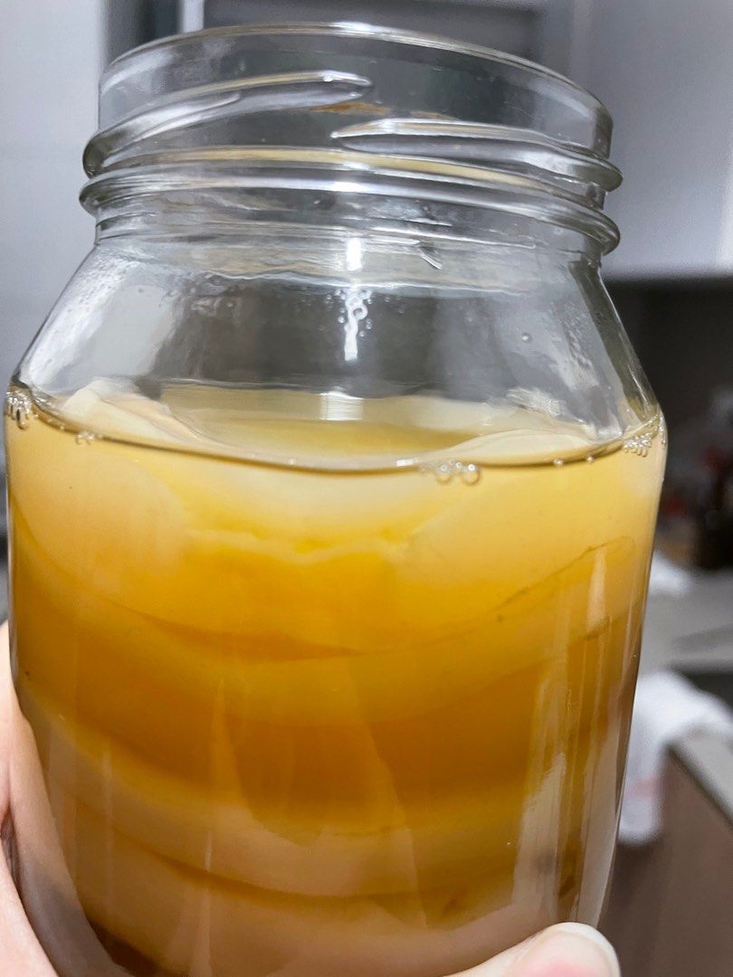 Kombucha Scoby $2 / $4/$6, Health & Nutrition, Health Supplements ...