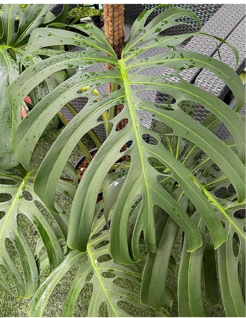 Monstera Brazilian Common Form, Furniture & Home Living, Gardening ...