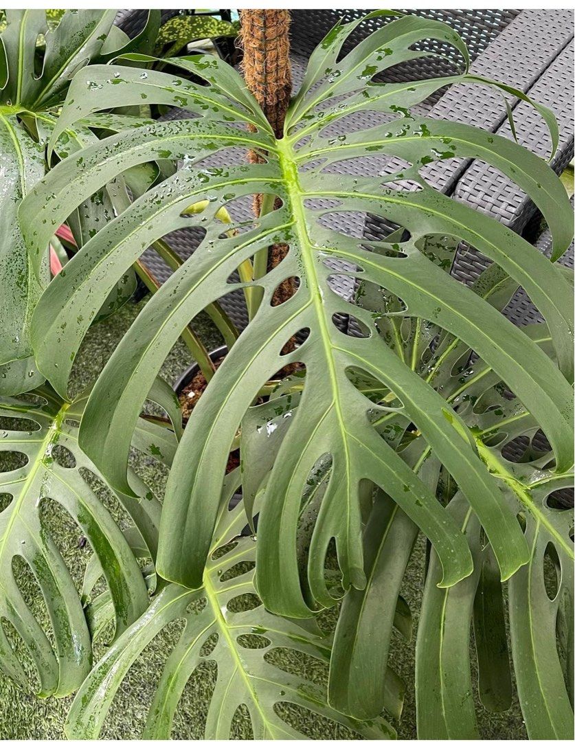 Monstera Brazilian Common Form, Furniture & Home Living, Gardening ...