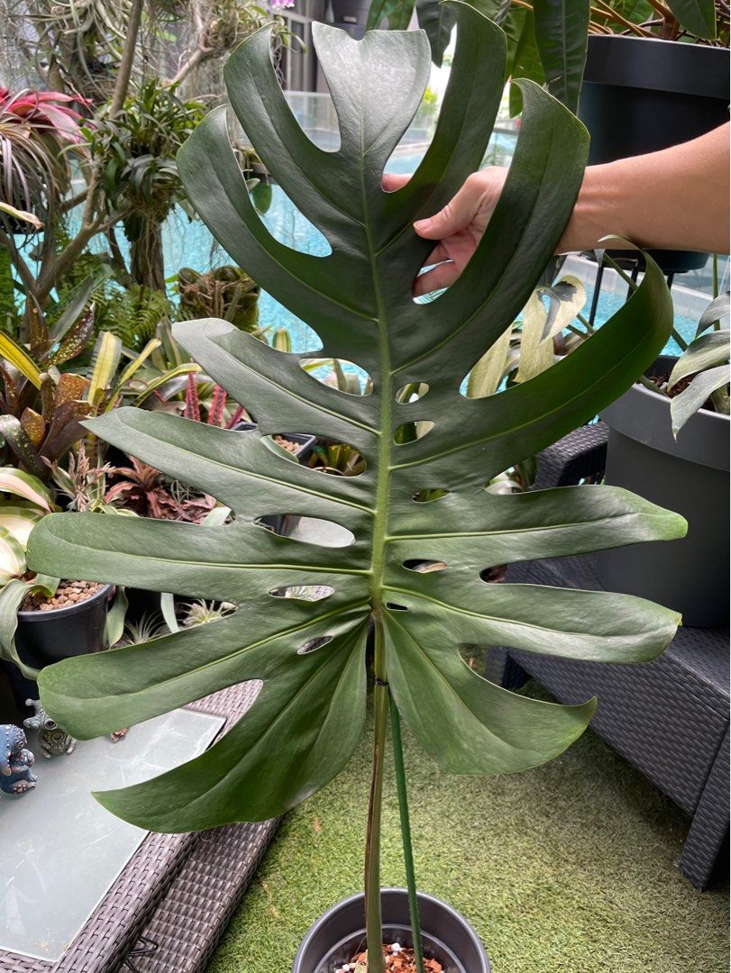 Monstera Brazilian Common Form, Furniture & Home Living, Gardening ...