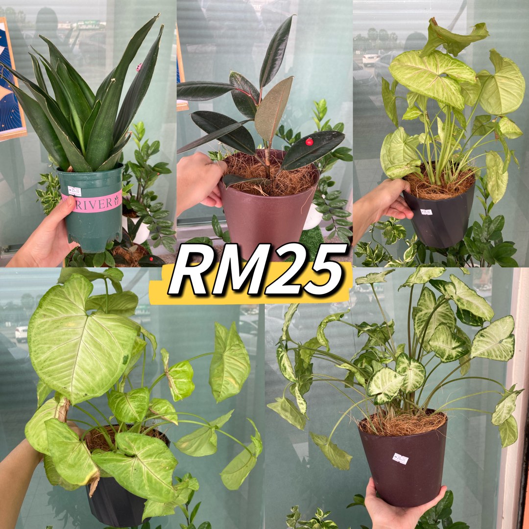 Real plant / pokok hidup, Furniture & Home Living, Gardening, Plants ...