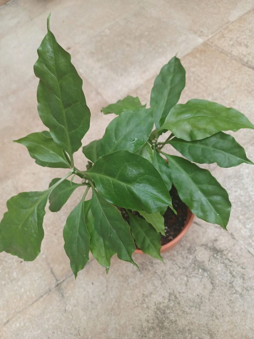 Seven Star Needle/Pereskia Bleo/Jarum Tujuh Bilah, Furniture & Home ...