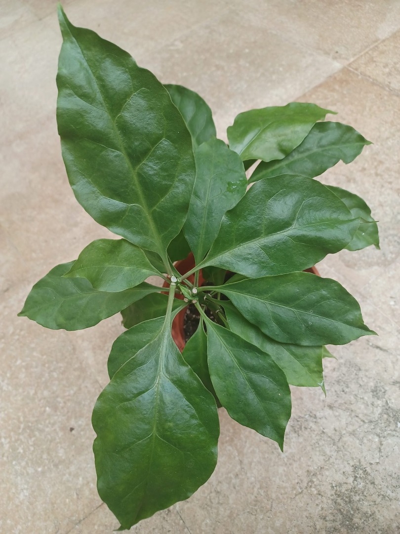 Seven Star Needle/Pereskia Bleo/Jarum Tujuh Bilah, Furniture & Home ...