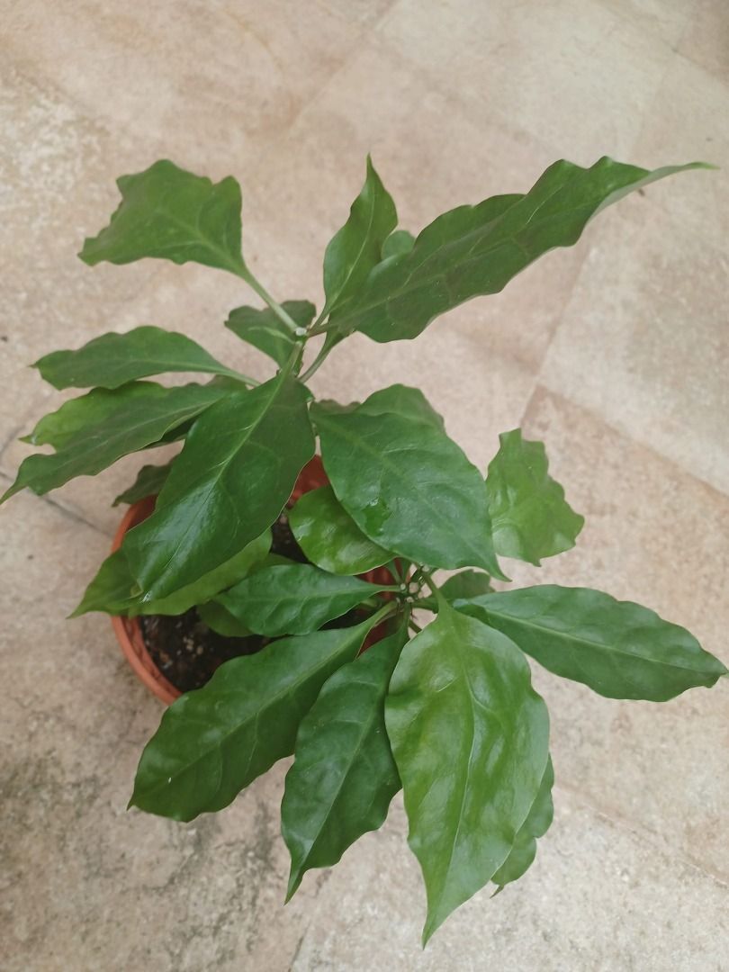 Seven Star Needle/Pereskia Bleo/Jarum Tujuh Bilah, Furniture & Home ...