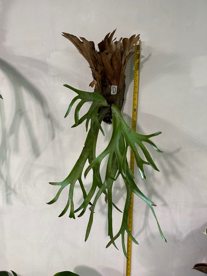 Staghorn fern/Platycerium Willinckii on Fern Bark Board. , Furniture ...