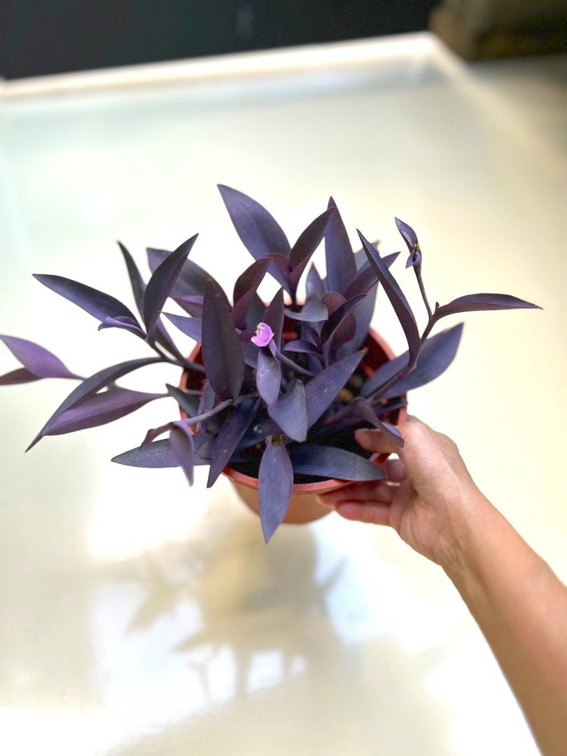Tradescantia palida, Furniture & Home Living, Gardening, Plants & Seeds ...