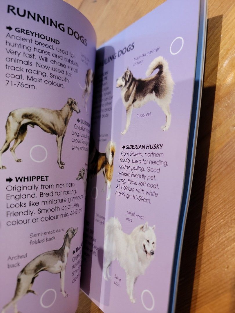 全新英文Usborne Spotter's guide Dogs, 興趣及遊戲, 書本 & 文具, 兒童書籍 - Carousell