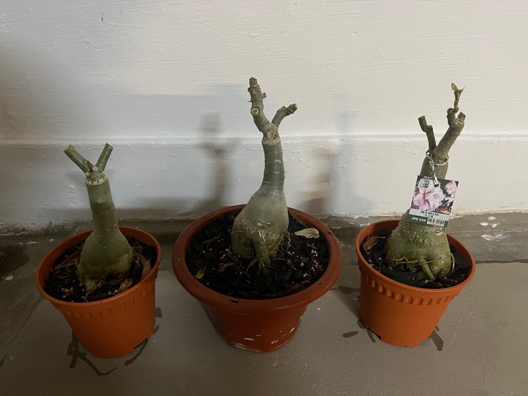Adenium, Furniture & Home Living, Gardening, Plants & Seeds on Carousell
