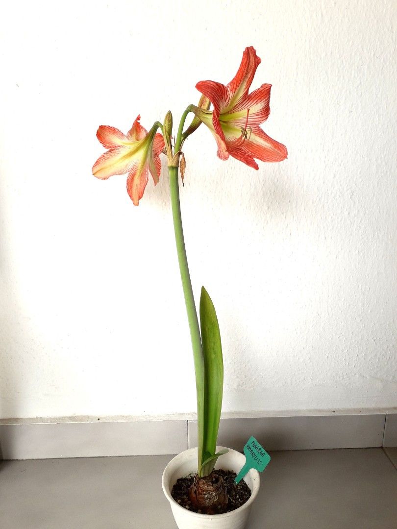 Amaryllis Minerva Bulb Plant, Furniture & Home Living, Gardening ...