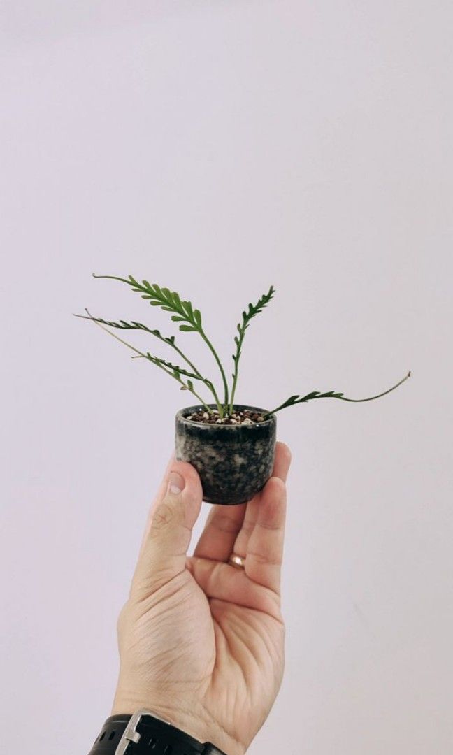 Asplenium Kenzoi | indoor houseplant, Furniture & Home Living ...