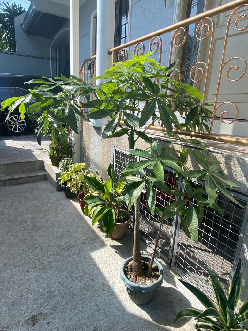 Big Money Tree Pachira, Furniture & Home Living, Gardening, Plants ...