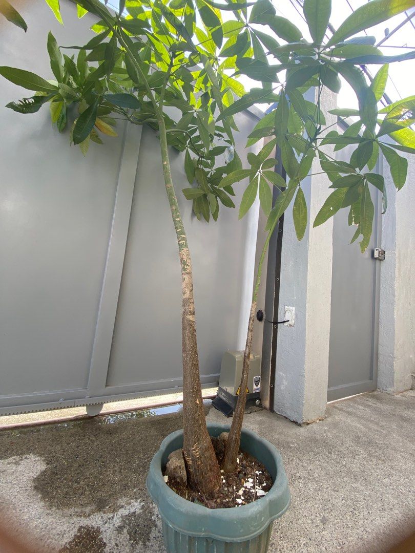 Big Money Tree Pachira, Furniture & Home Living, Gardening, Plants ...