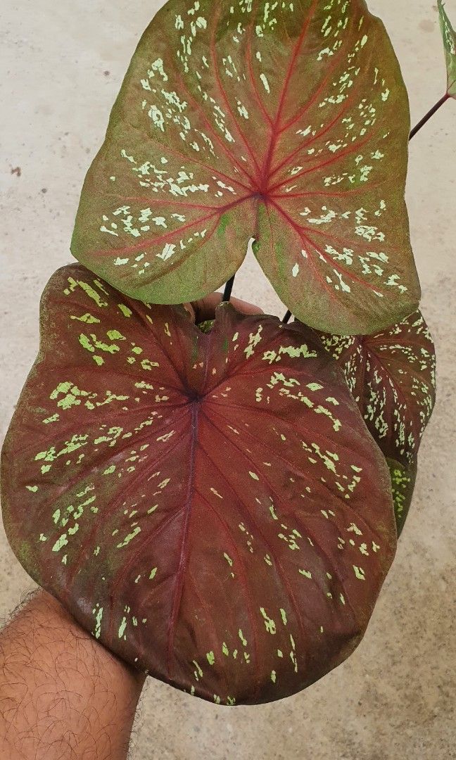 Caladium dark chocolate double leaf, Furniture & Home Living, Gardening ...