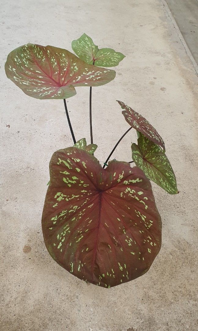 Caladium dark chocolate double leaf, Furniture & Home Living, Gardening ...
