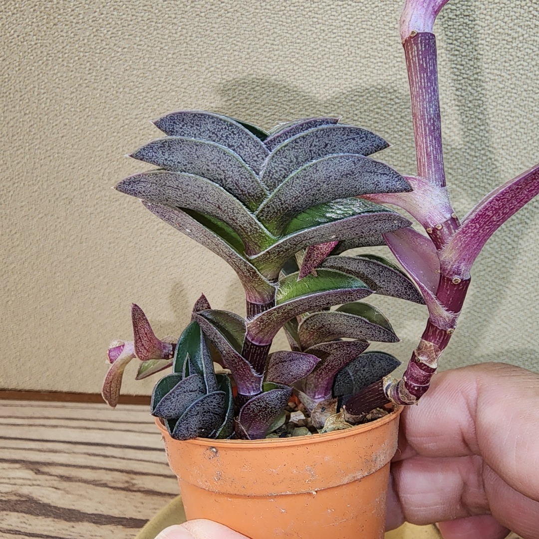 Callisia navicularis, Window's Tears, Chain Plant, Inch Plant ...