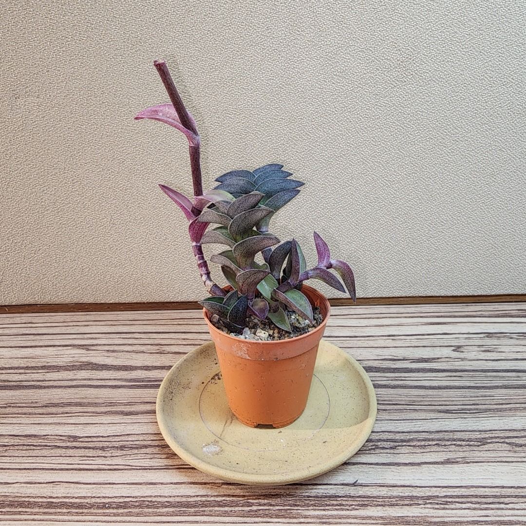 Callisia navicularis, Window's Tears, Chain Plant, Inch Plant ...