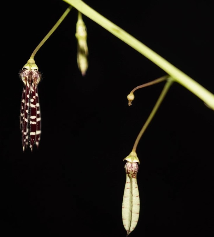 Caralluma turneri, Furniture & Home Living, Gardening, Plants & Seeds ...