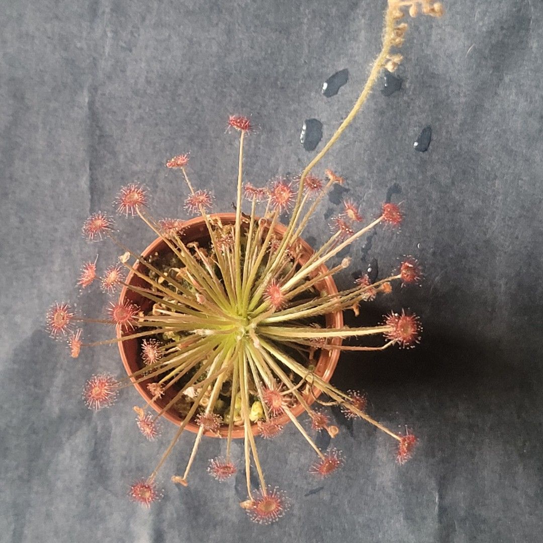 Drosera Paradoxa Sundew, Furniture & Home Living, Gardening, Plants ...