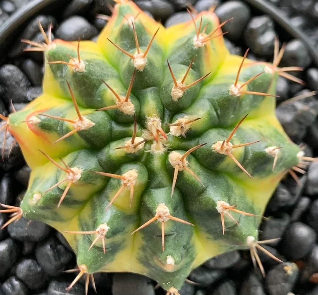 Golden tiger gymno gymnocalycium, Furniture & Home Living, Gardening ...