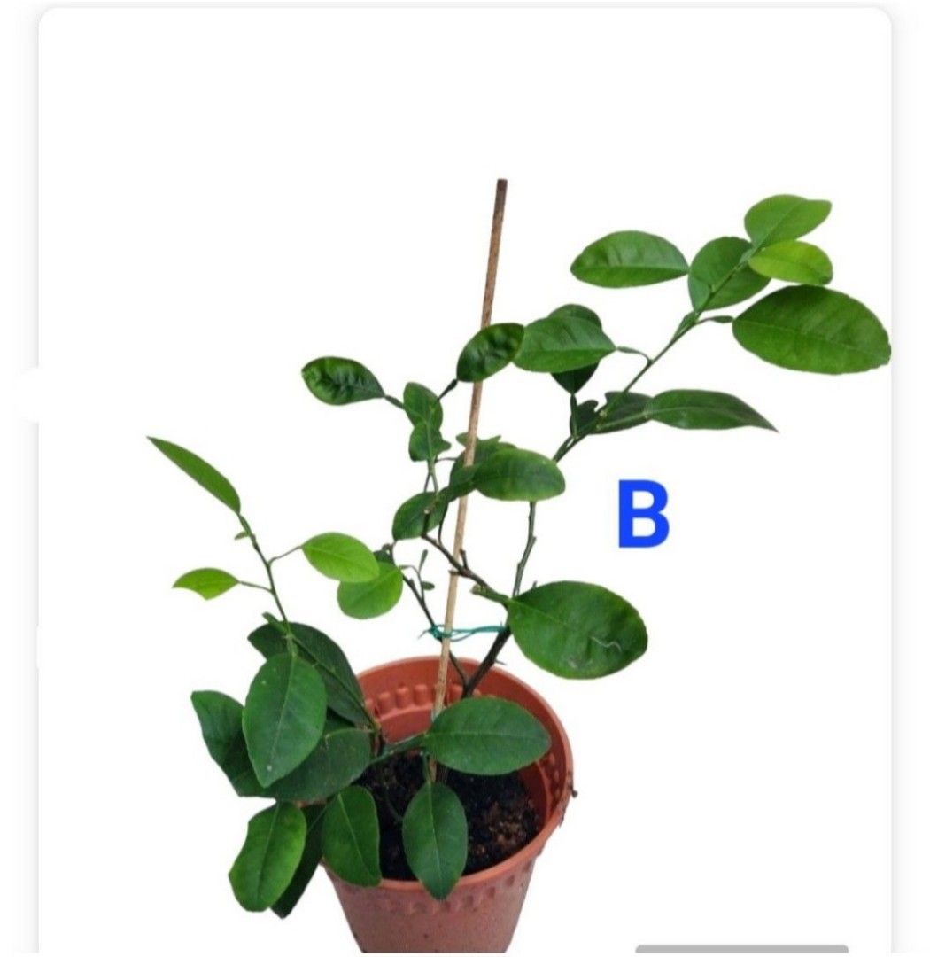 Key Lime Plants, Furniture & Home Living, Gardening, Plants & Seeds on ...