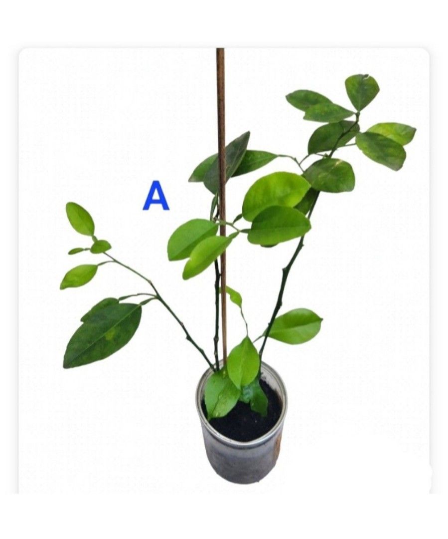 Key Lime Plants, Furniture & Home Living, Gardening, Plants & Seeds on ...