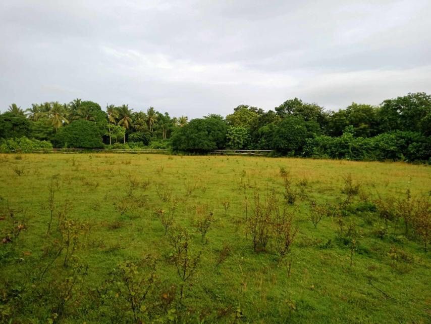 Lipa City Farm Lot 3+ Hectares under 3 Titles with 50+ Mango Trees ...