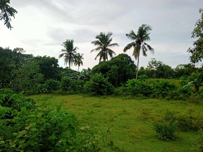 Lipa City Farm Lot 3+ Hectares under 3 Titles with 50+ Mango Trees ...