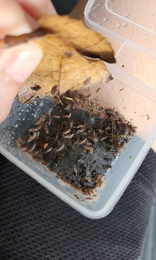 Nagurus nanus dwarf isopod - starter culture, Pet Supplies, Homes ...