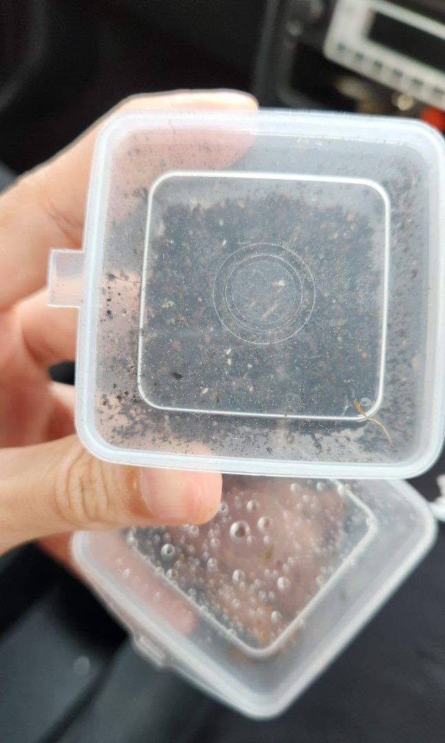 Nagurus nanus dwarf isopod - starter culture, Pet Supplies, Homes ...