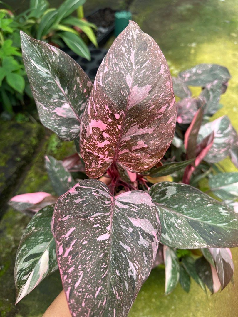 Philodendron Pink Princess Galaxy variegation, Furniture & Home Living ...