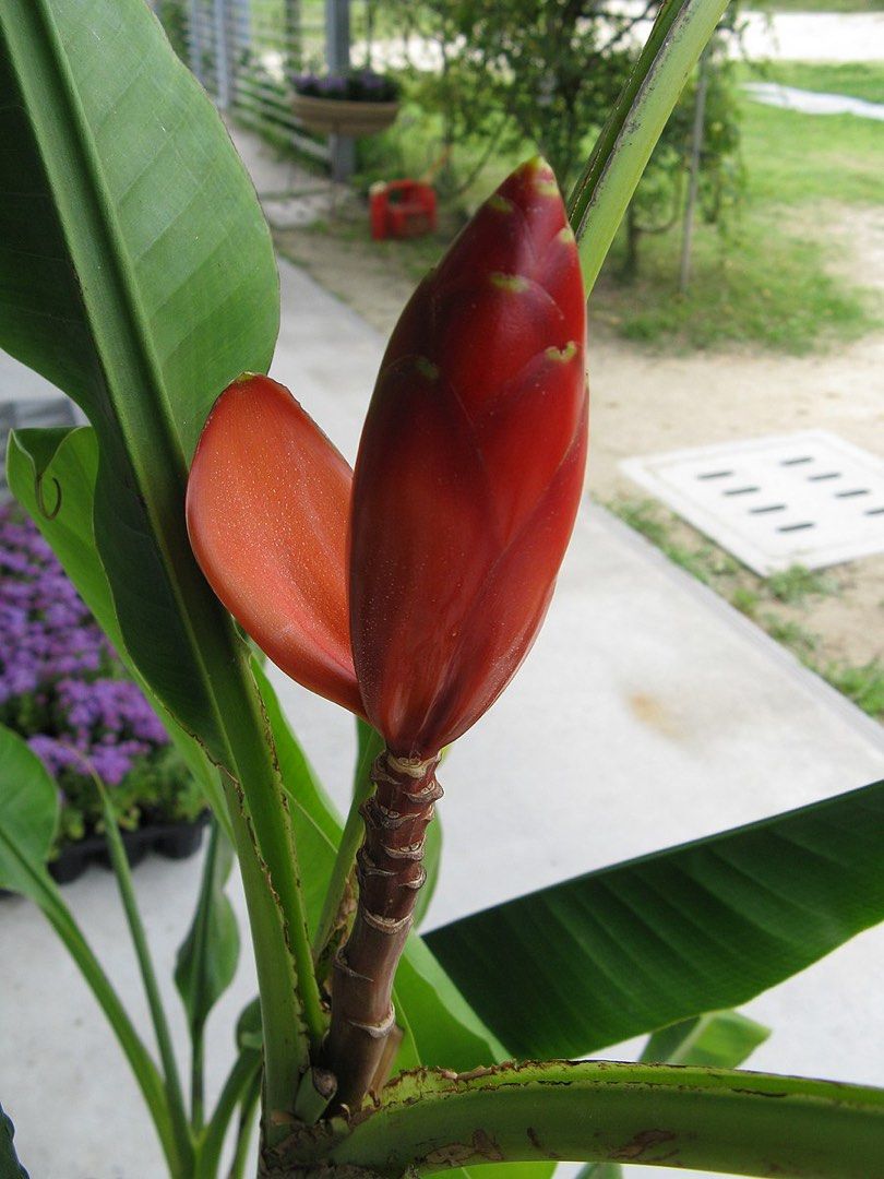 Pokok Pisang Hutan Musa Beccarii Furniture And Home Living Gardening Plants And Seeds On Carousell