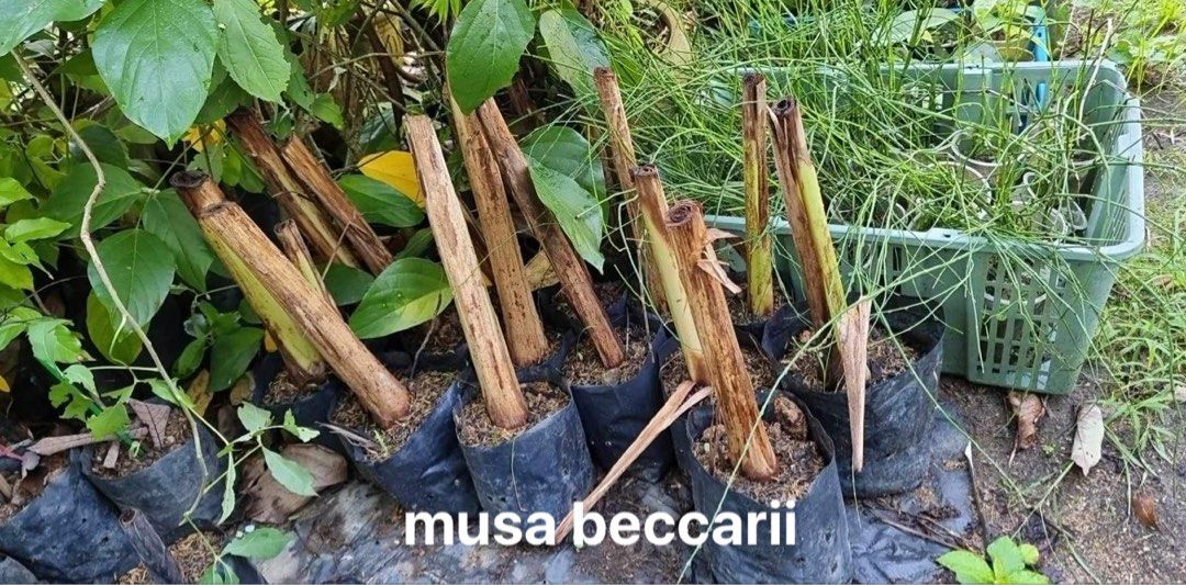 Pokok pisang hutan musa beccarii, Furniture & Home Living, Gardening ...