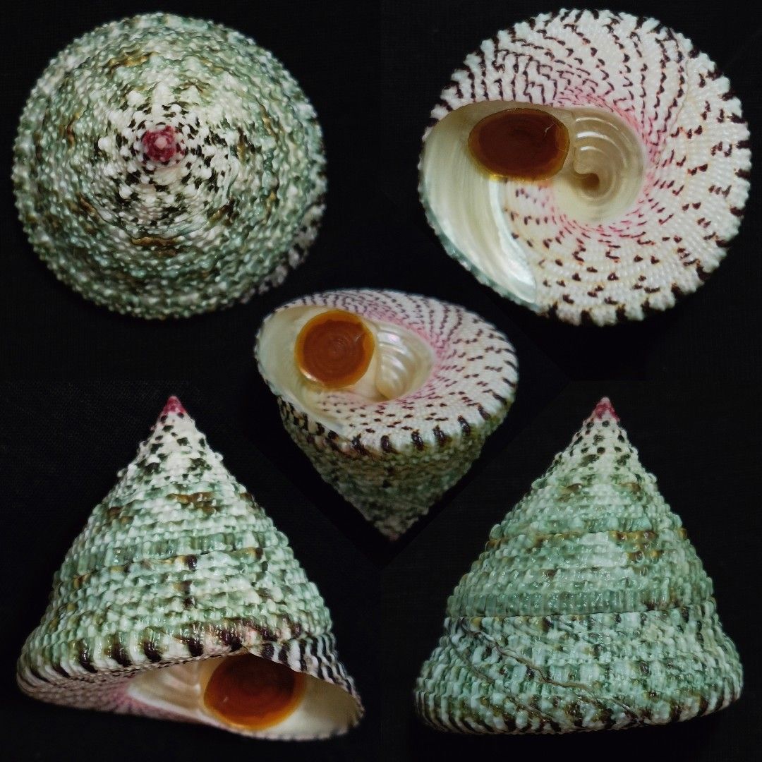 Seashell - Maculated Top Shell (Special Jade Green), Hobbies & Toys ...