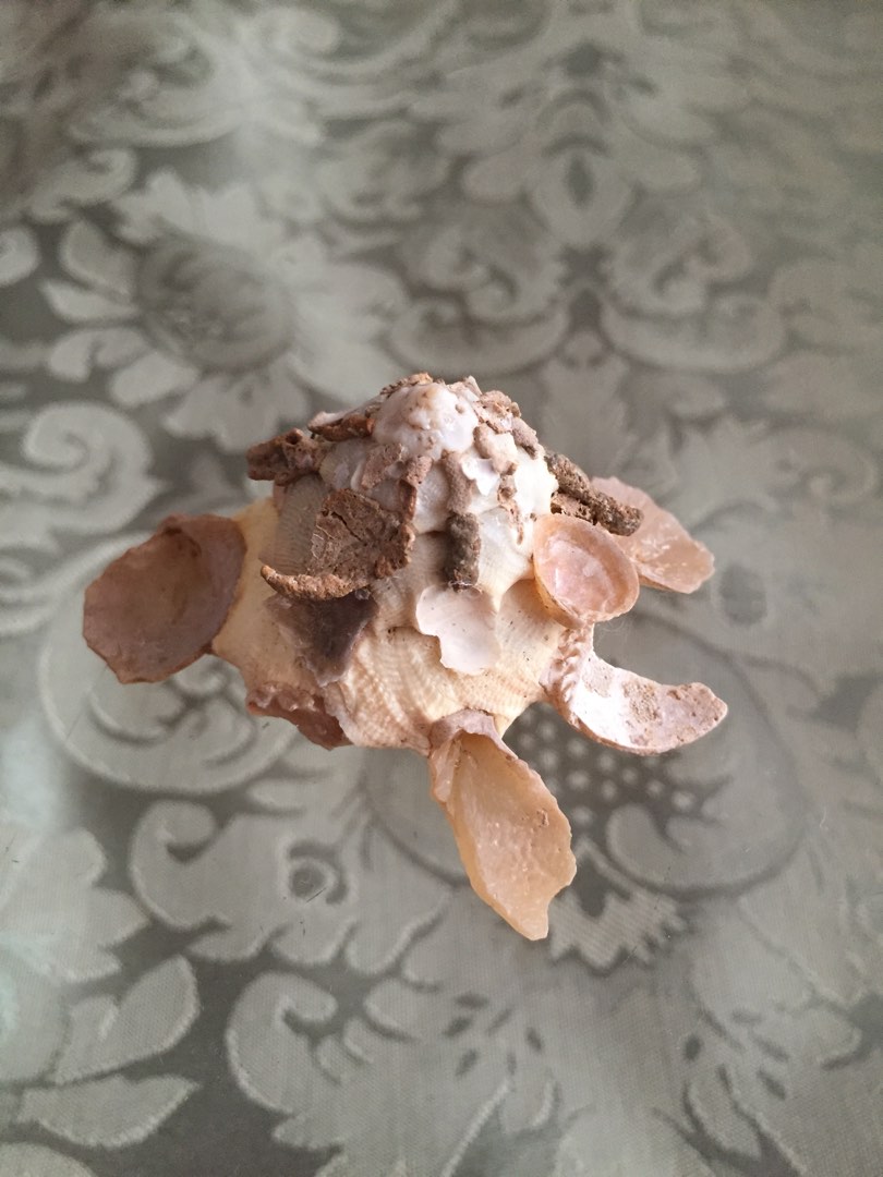 Seashell - Xenophora senegalensis seashell, Hobbies & Toys, Memorabilia ...