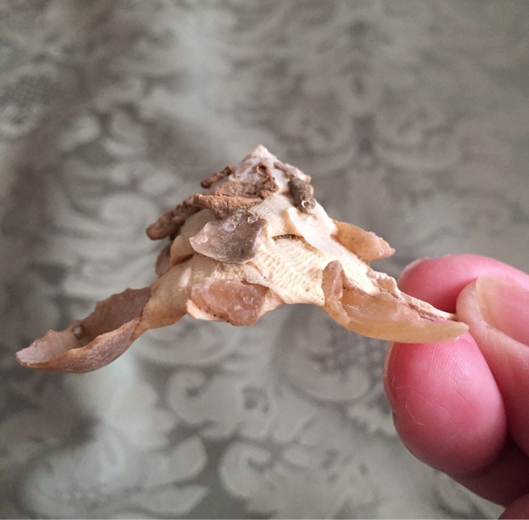 Seashell - Xenophora senegalensis seashell, Hobbies & Toys, Memorabilia ...