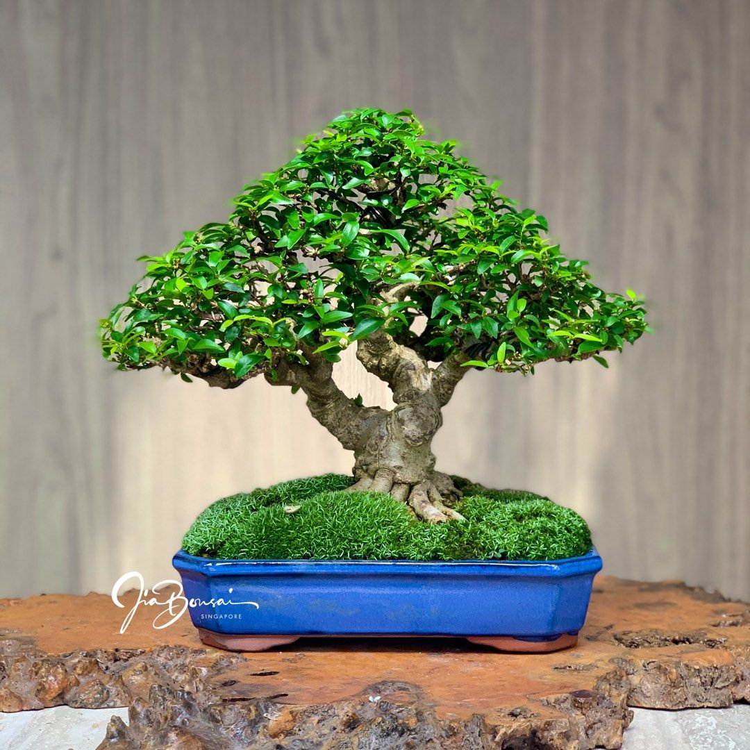 23/5cm Flowering Shui Mei Bonsai, Furniture & Home Living, Gardening ...