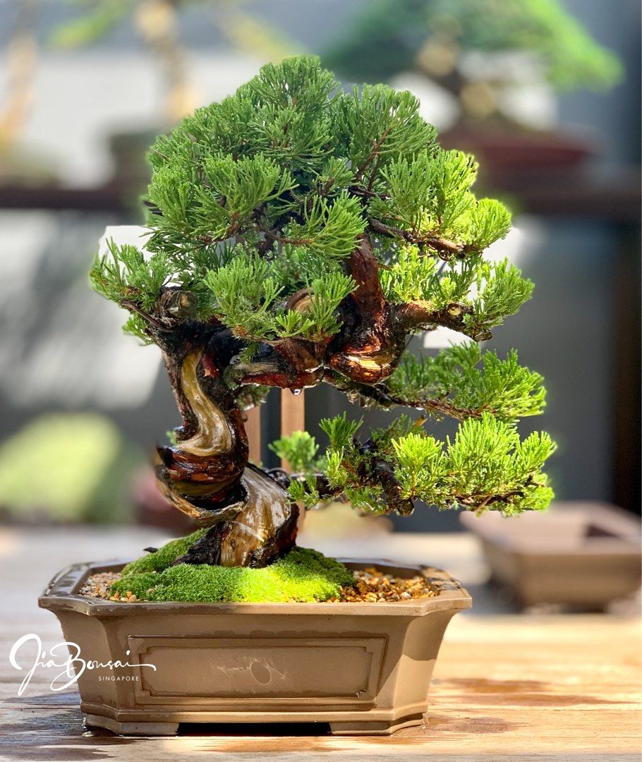 36/9cm Professional Taiwan Juniper Bonsai, Furniture & Home Living ...