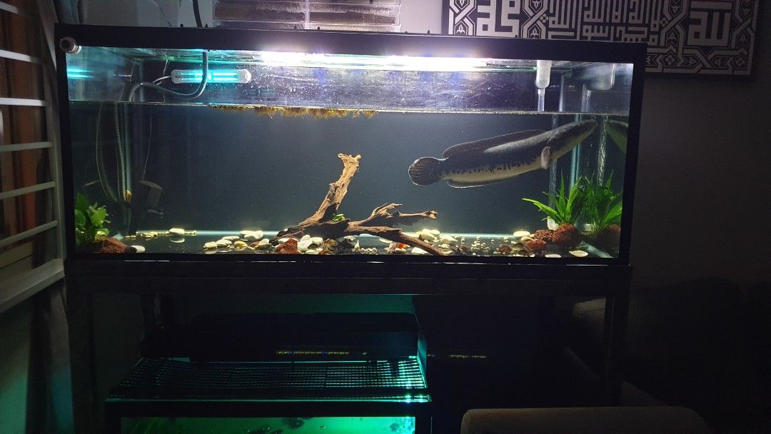 5ft tank & 4ft tank & stand, Pet Supplies, Homes & Other Pet ...