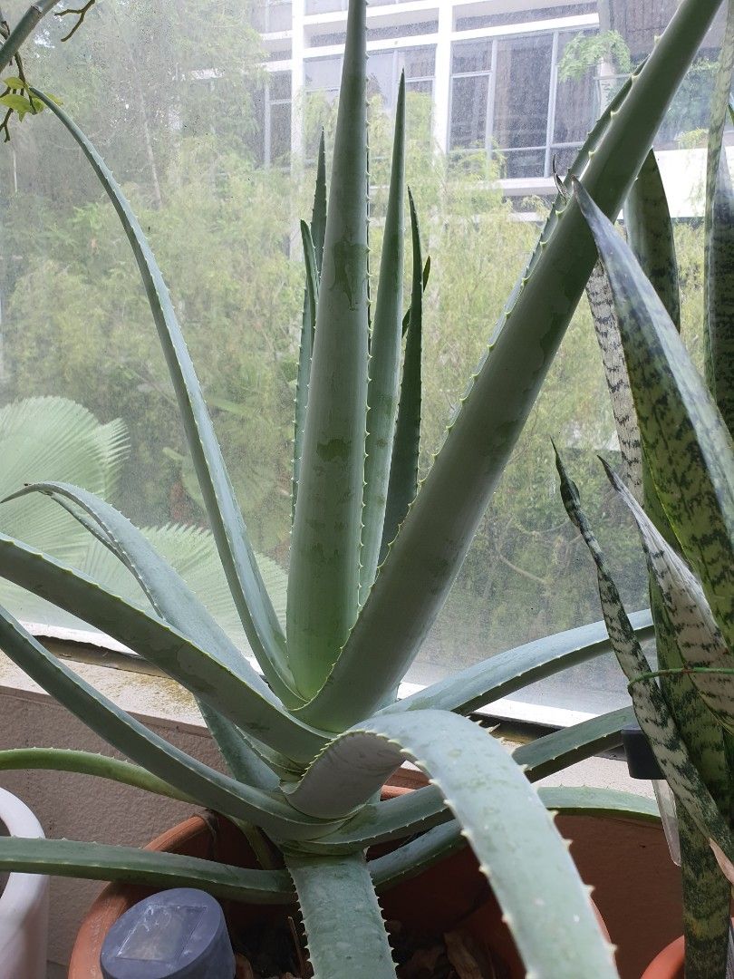 Aloe Vera Plant 60cm height, Furniture & Home Living, Gardening, Plants ...
