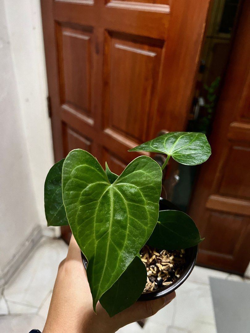 Anthurium Deltaforce Variant Delta force, Furniture & Home Living ...