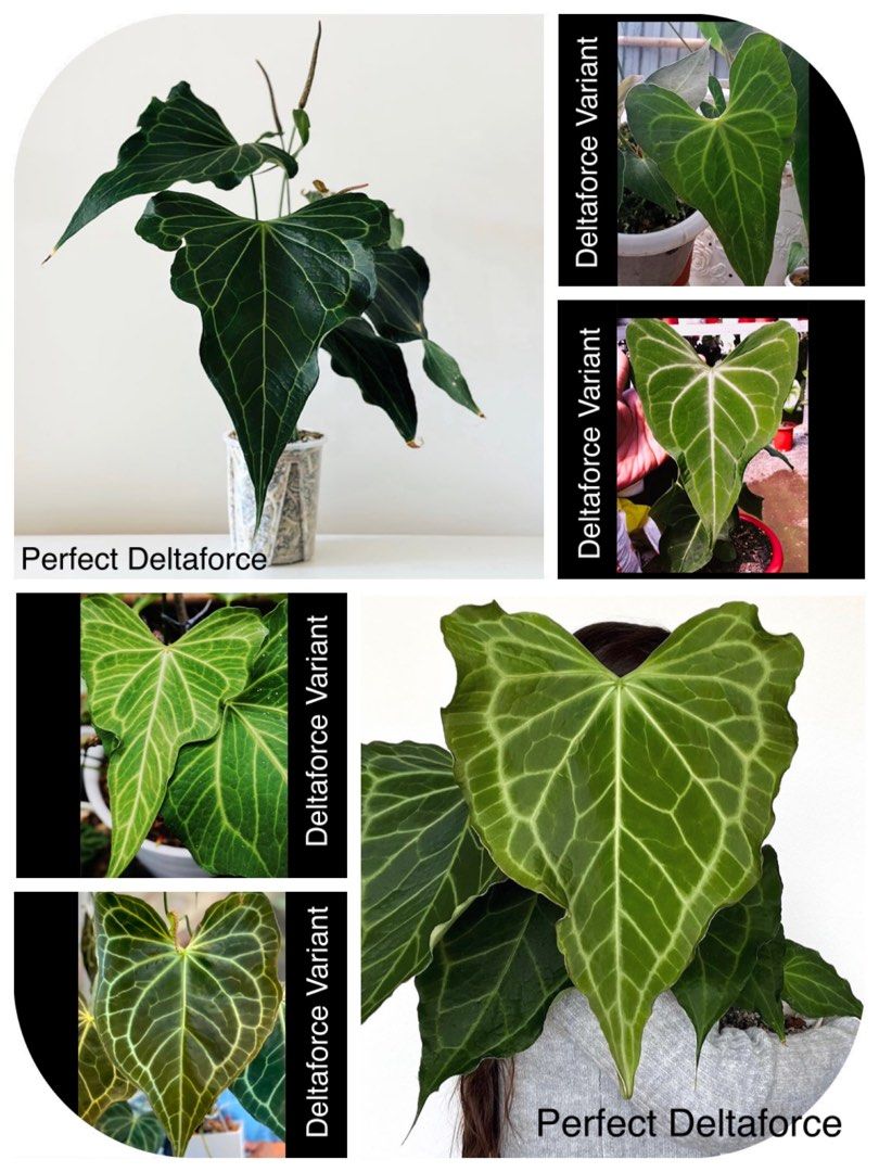 Anthurium Deltaforce Variant Delta force, Furniture & Home Living ...