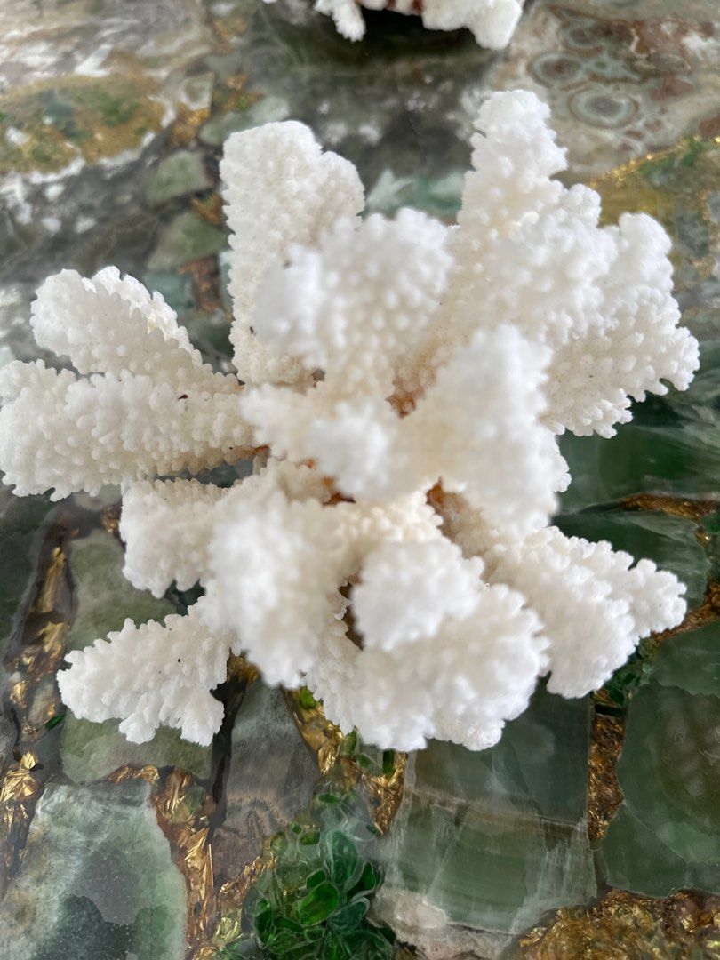Beautiful Dried White Marine Coral Display, Furniture & Home Living ...