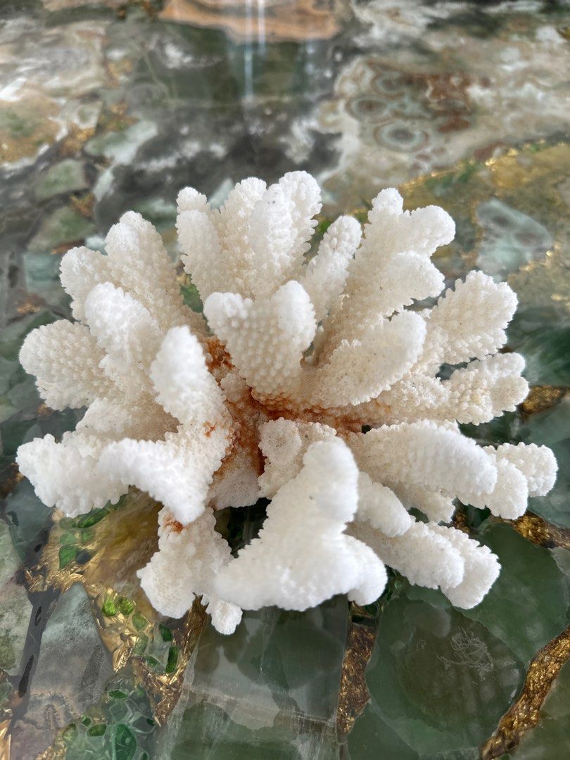 Beautiful Dried White Marine Coral Display, Furniture & Home Living ...