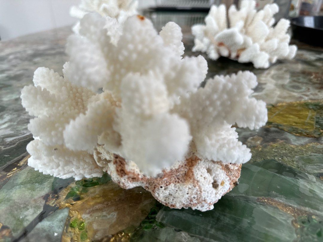 Beautiful Dried White Marine Coral Display, Furniture & Home Living ...